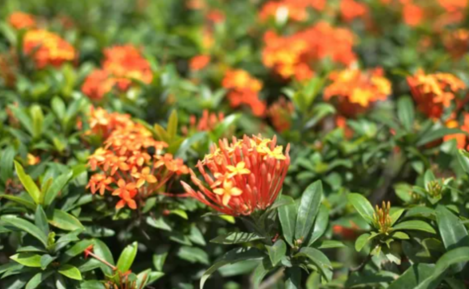 Panduan Memilih dan Merawat Bunga Hias yang Awet Mekar