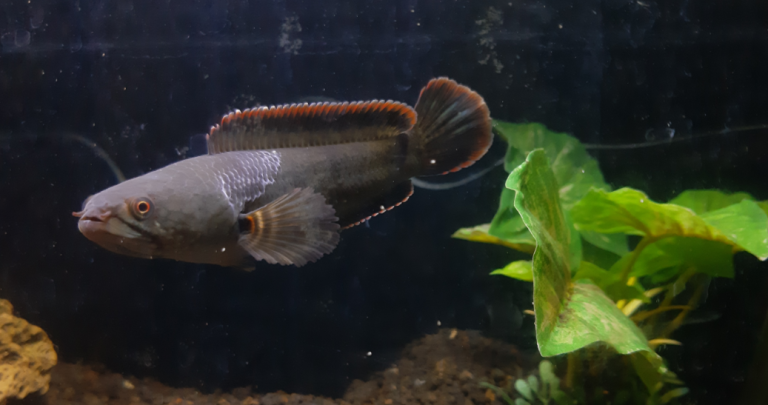 Panduan Lengkap Pemijahan dan Perawatan Anakan Ikan Kotes