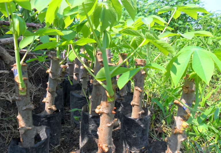 Teknik Sambung Singkong Karet dengan Batang yang Keras