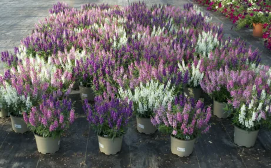 Panduan Memilih dan Merawat Bunga Hias yang Awet Mekar