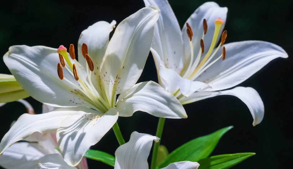 Panduan Memilih dan Merawat Bunga Hias yang Awet Mekar