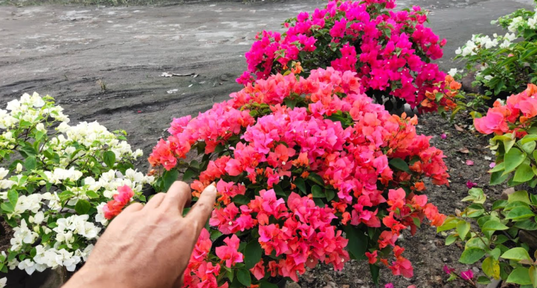 Inilah Cara Sambung Celah Bunga Kertas yang Mudah dan Praktis