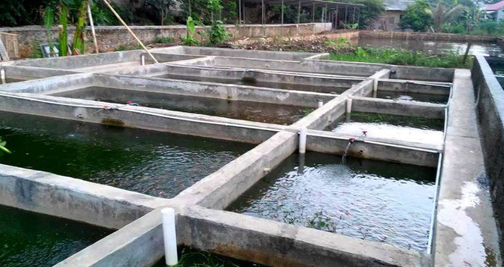 Cara Budidaya Lele Dikolam Tembok untuk Hasil Maksimal