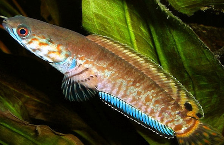 Fakta Penting dalam Pemijahan Ikan Channa Limbata