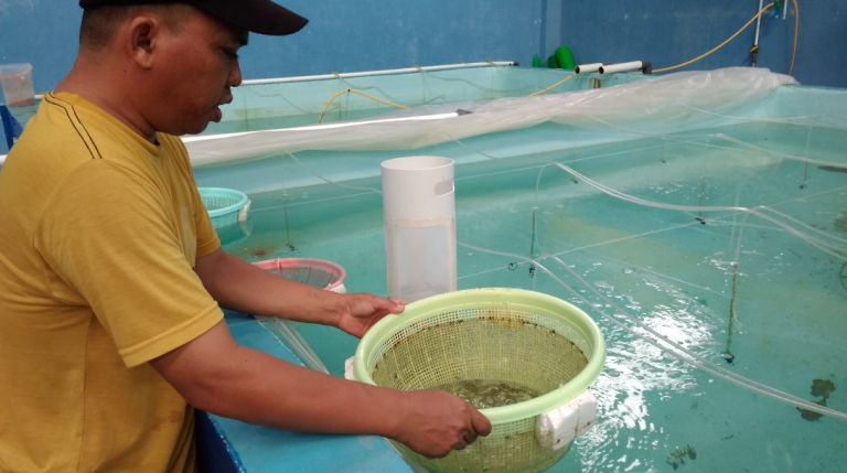 Proses Grading Pada Benih Ikan Lele yang Tepat