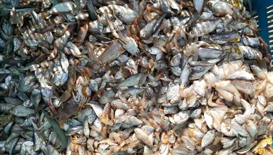 6 Jenis Pakan Lele yang Berkualitas Baik