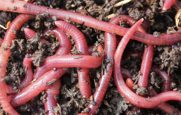 6 Jenis Pakan Lele yang Berkualitas Baik