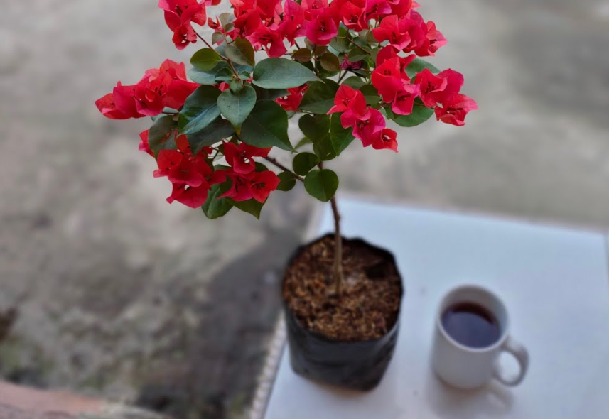 Warna dan Corak Bunga Bougenville untuk Grafting yang Menarik