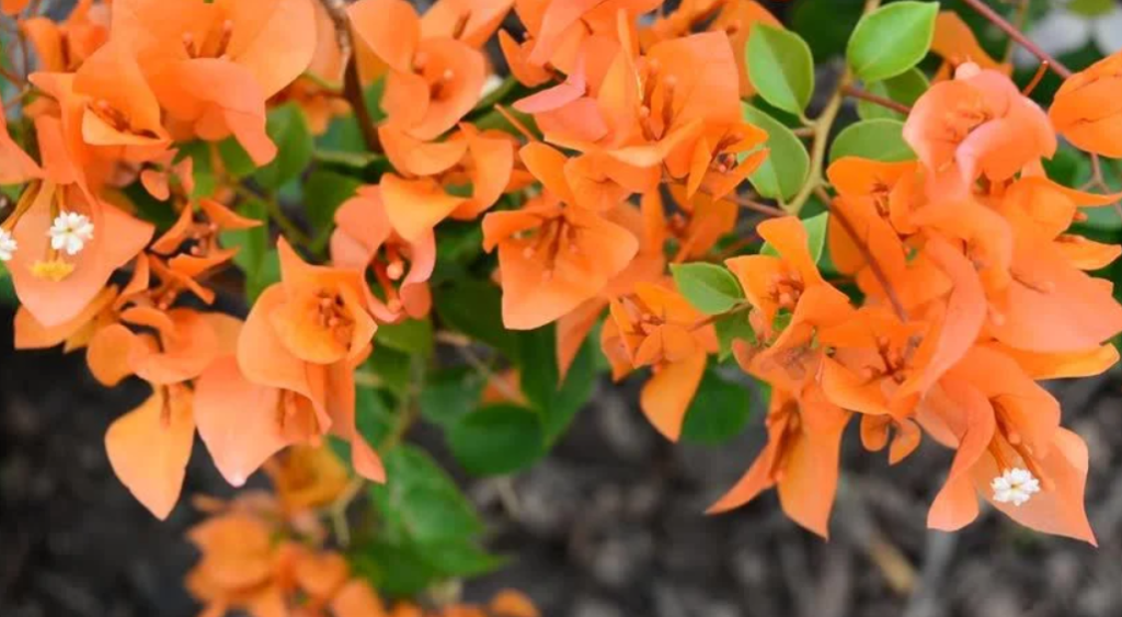 Warna dan Corak Bunga Bougenville untuk Grafting yang Menarik