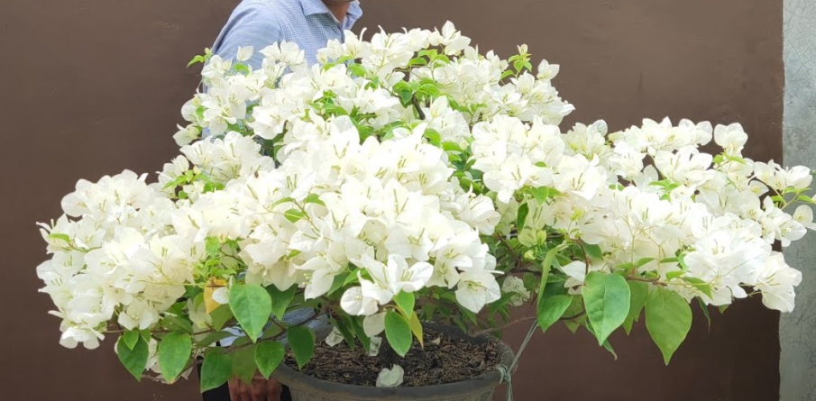 Warna dan Corak Bunga Bougenville untuk Grafting yang Menarik