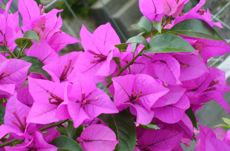 Warna dan Corak Bunga Bougenville untuk Grafting yang Menarik