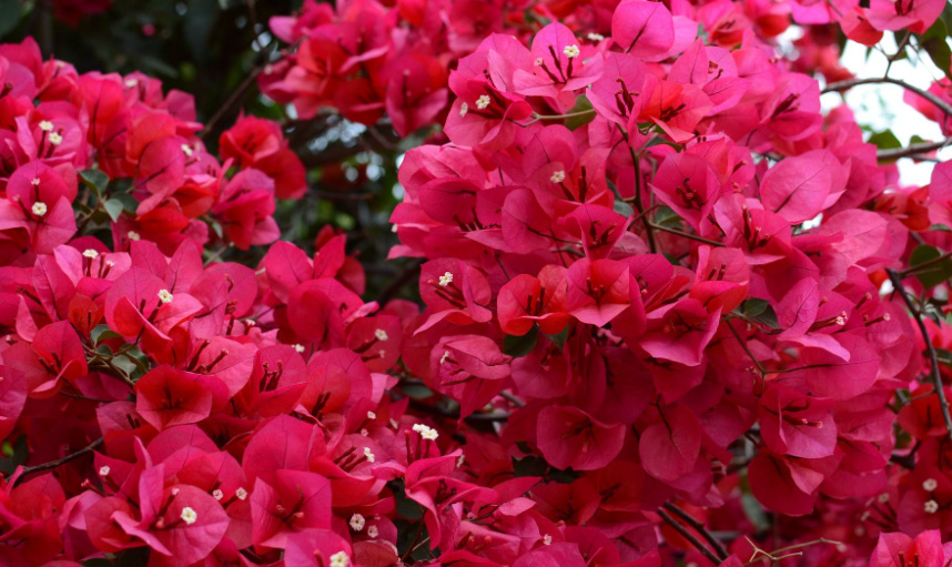 Warna dan Corak Bunga Bougenville untuk Grafting yang Menarik