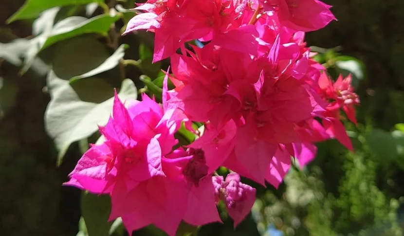Warna dan Corak Bunga Bougenville untuk Grafting yang Menarik