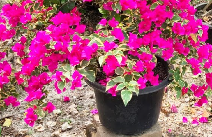 Warna dan Corak Bunga Bougenville untuk Grafting yang Menarik