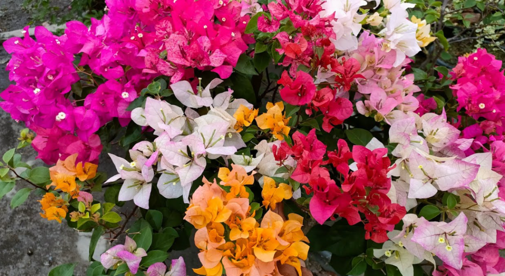 Cara Sambung Pucuk Bunga Bougenville Dengan Mudah