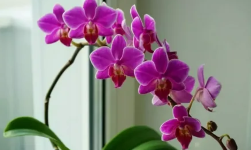 Panduan Memilih dan Merawat Bunga Hias yang Awet Mekar