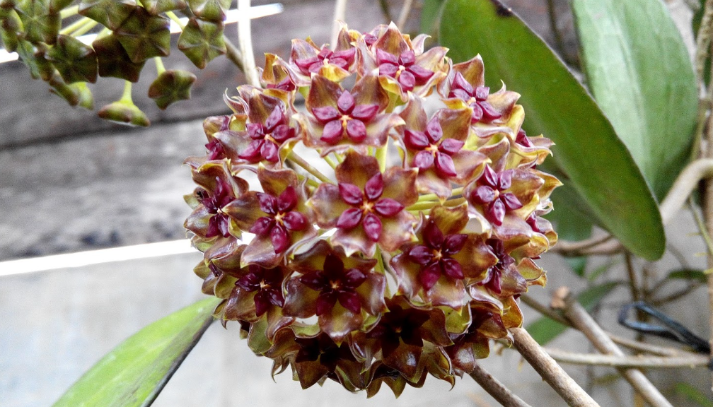 Panduan Memilih dan Merawat Bunga Hias yang Awet Mekar