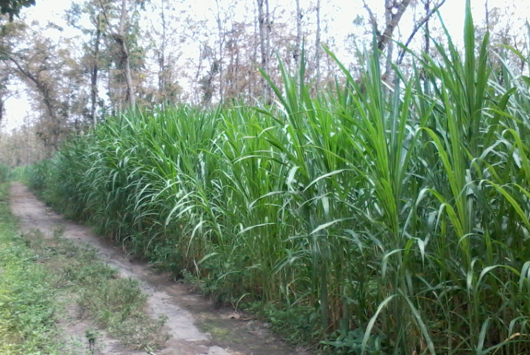 Pakan Sapi Potong dan Perah - Pakan Terbaik untuk Ternak