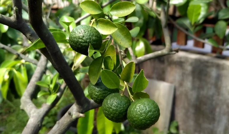 Cara Menanam Jeruk Nipis di Rumah – Panduan Lengkap