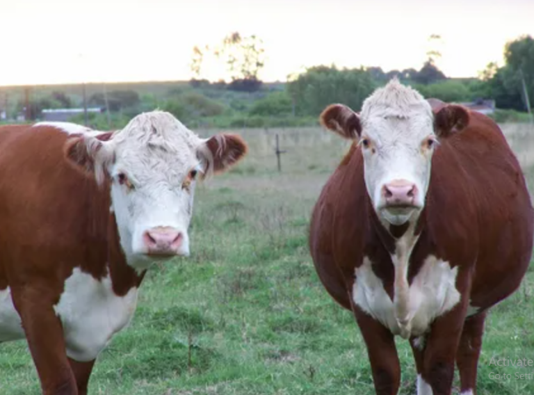 Jenis Sapi Potong - Panduan Pemilihan Sapi yang Tepat