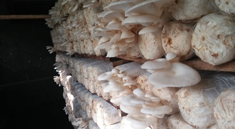 Panduan Lengkap untuk Budidaya Jamur Tiram