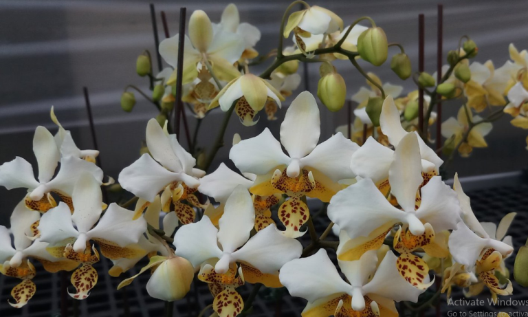 Berbagai Jenis Bunga Anggrek yang Menakjubkan - Hasiltani.id