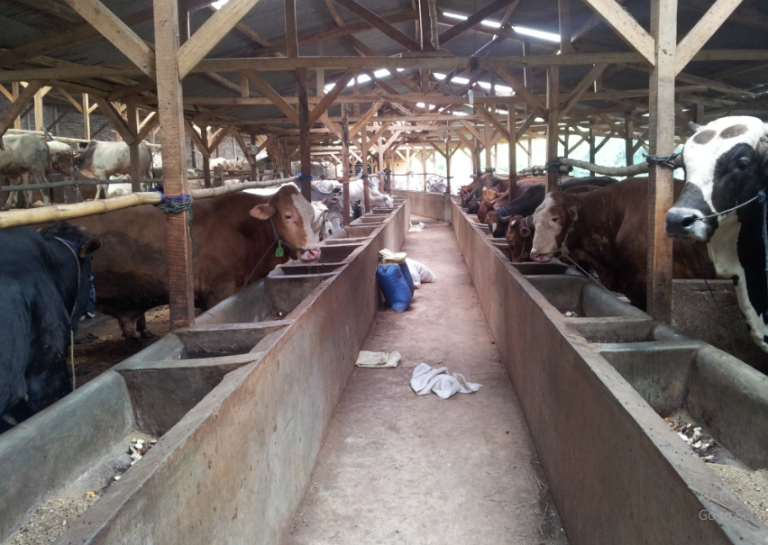 Kandang Sapi Ideal - Panduan Lengkap untuk Sapi Sobat