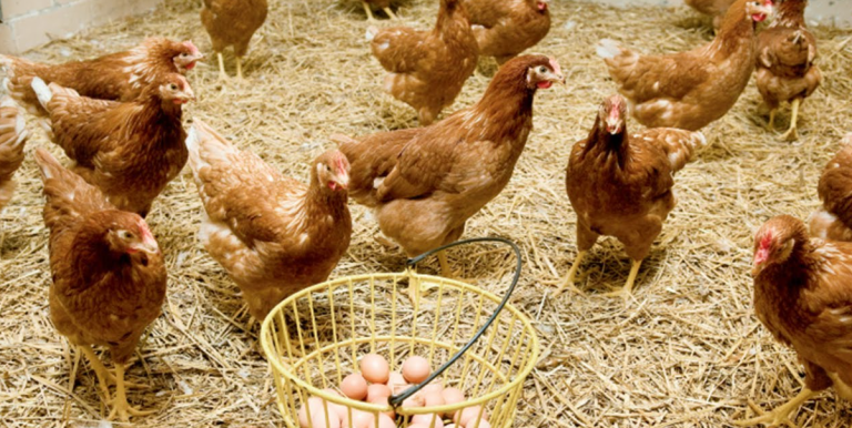 Cara Membuat Campuran Pakan Ayam Petelur - Panduan Lengkap