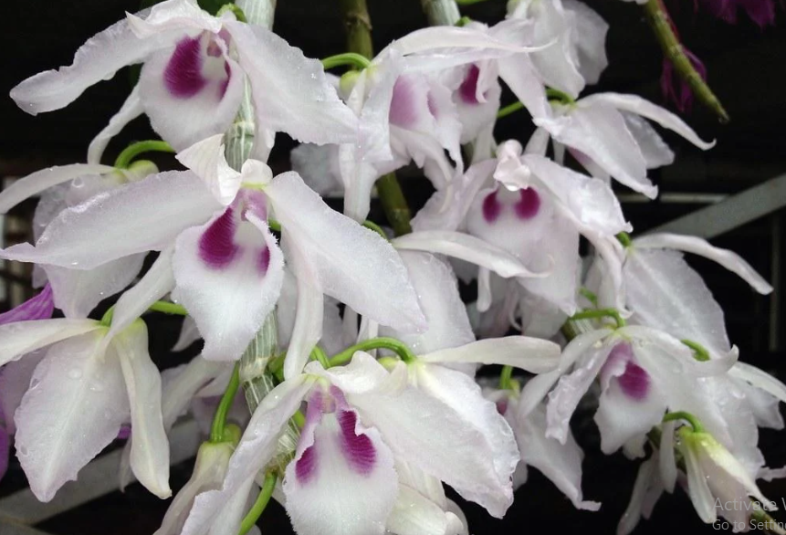 Berbagai Jenis Bunga Anggrek yang Menakjubkan - Hasiltani.id