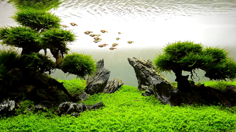 Jenis-Jenis Tanaman Kadaka Aquascape yang Menakjubkan