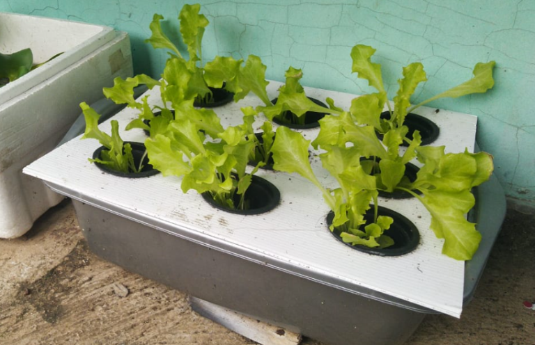 Cara Bertanam Selada Hidroponik Sistem Wick - Panduan Lengkap