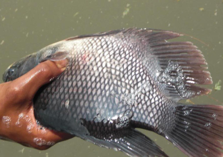 Jenis Sisik Ikan - Panduan Lengkap untuk Mengetahui Karakteristiknya