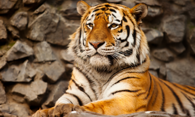 Manfaat Khodam Macan Loreng bagi Manusia