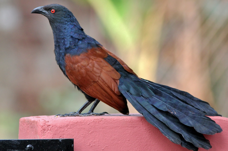 Jenis-Jenis dan Manfaat Burung Bubut - Hasiltani.id