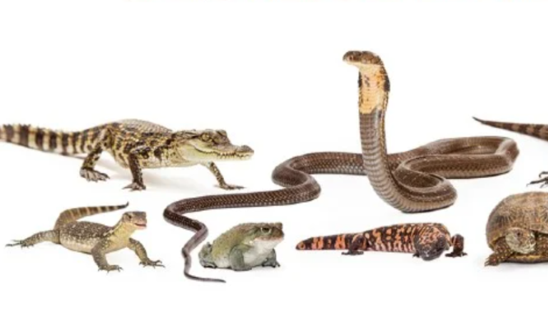 Manfaat Reptil Bagi Manusia - Menggali Keberagaman Fungsi Hewan Melata