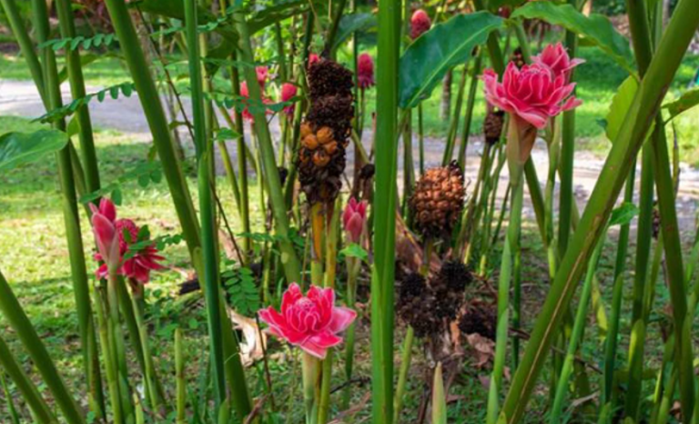 Manfaat Buah Honje Yang Luar Biasa untuk Kesehatan