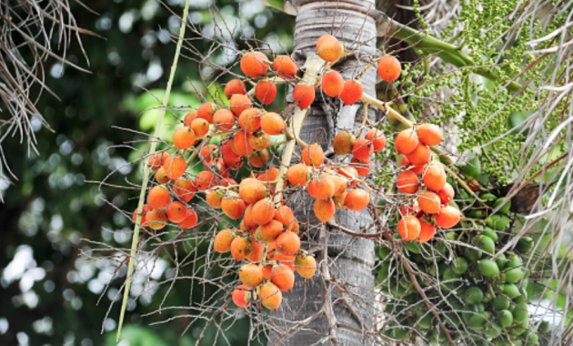 Manfaat Buah Palem dan Pohonnya - Hasiltani.id