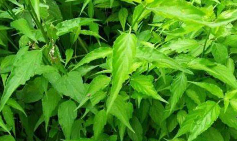 Mengenal Manfaat Daun Dandang Gendis - Hasiltani.id