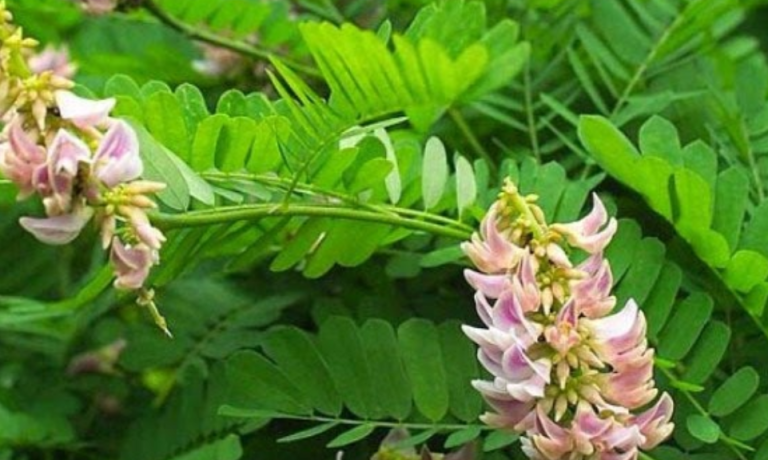 Manfaat Daun Saga Yang Luar Biasa Untuk Kesehatan - Hasiltani.id