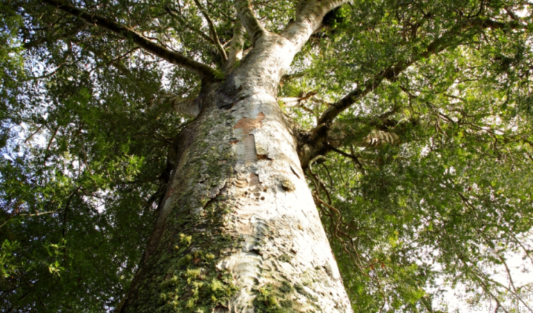 Manfaat Damar – Kayu hingga Getahnya - Hasiltani.id