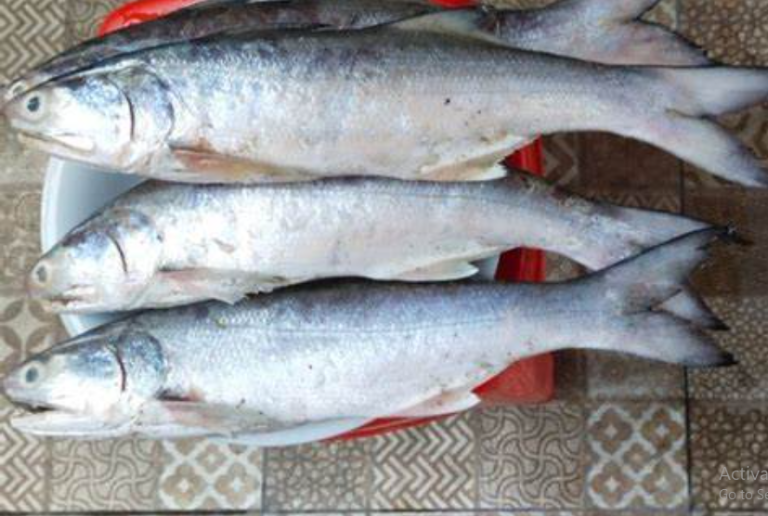 Memahami Manfaat Ikan Kuro - Nutrisi dan Kelezatan dalam Satu Hidangan