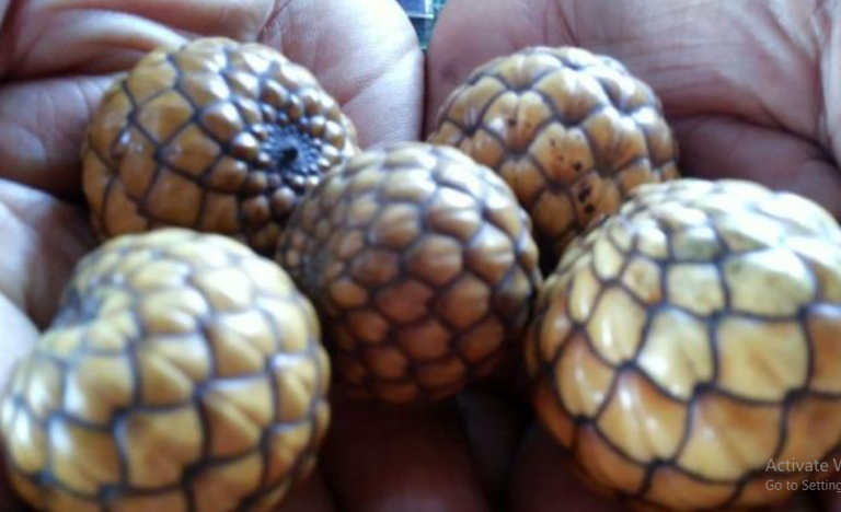 Memahami Kekayaan dan Manfaat Buah Rumbia bagi Masyarakat Tropis