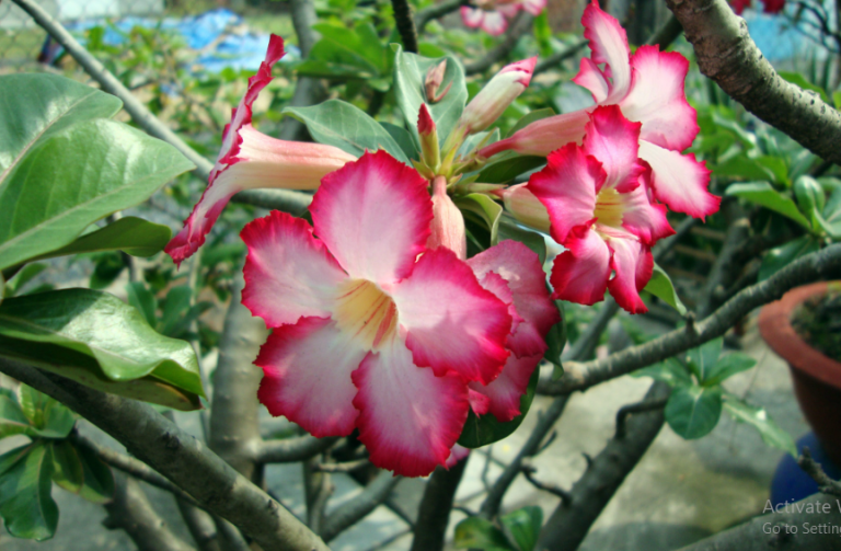 Jenis dan Manfaat Adenium - Hasiltani.id
