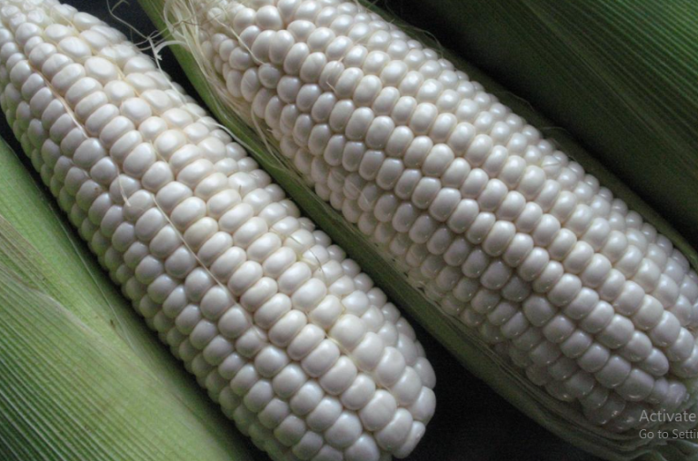Manfaat Jagung Putih Kaya Akan Nutrisi - Hasiltani.id