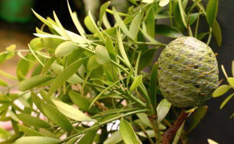 Mengungkap Manfaat Pohon Damar dalam Industri dan Lingkungan