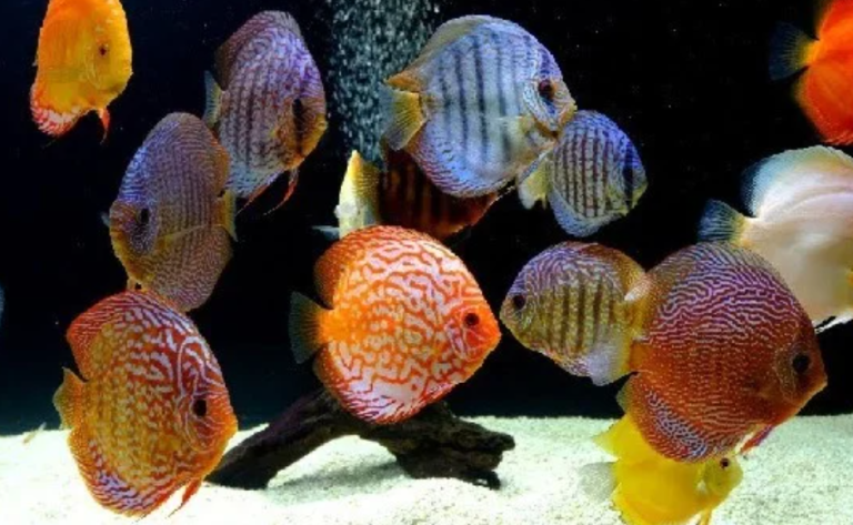Manfaat Ikan Discus dan Tips Cara Merawatnya - Hasiltani.id