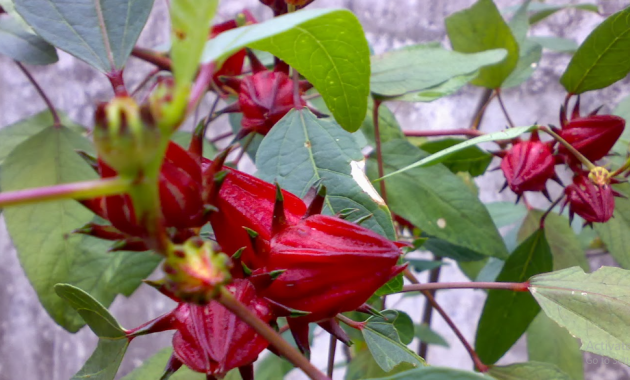 Manfaat Bunga Rosella - Khasiat Alami untuk Kesehatan Tubuh dan Kulit