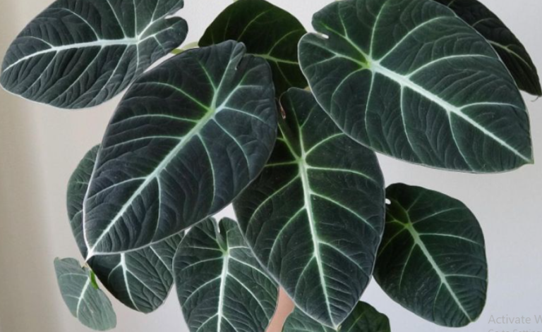 Cara Merawat Tanaman Hias Alocasia - Tips Agar Tumbuh Sehat dan Indah