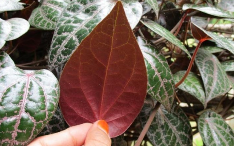 Manfaat Daun Sirih Merah untuk Kesehatan - Khasiat, Kandungan ...