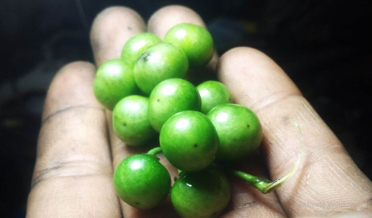 Manfaat Leunca untuk Kesehatan - Khasiat dan Penggunaannya yang Perlu ...